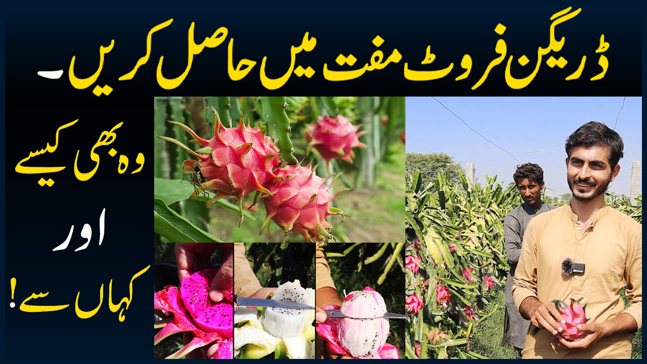 Dragon Fruit Farm In Pakistan Lahore & Karachi - Dragon Fruit Farming ...