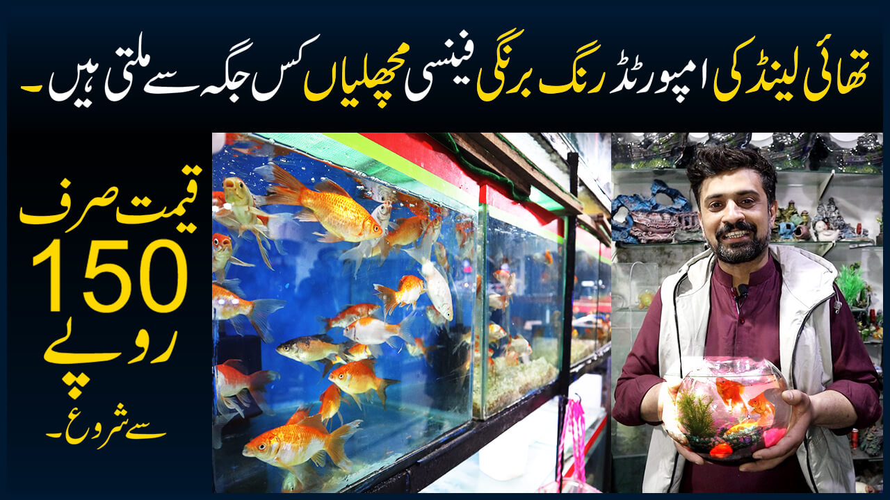Imported Aquarium Fish Price In Lahore Pakistan Goldfish, Guppy, Koi ...